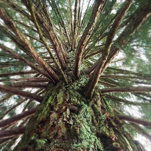 Goldstone park - Newton - 42 visitors