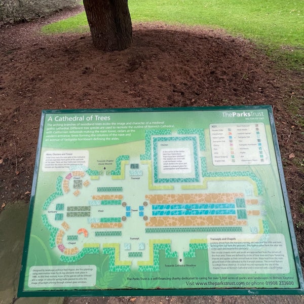 Tree Cathedral - Scenic Lookout