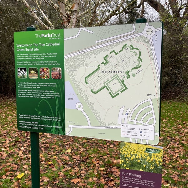 Tree Cathedral - Scenic Lookout