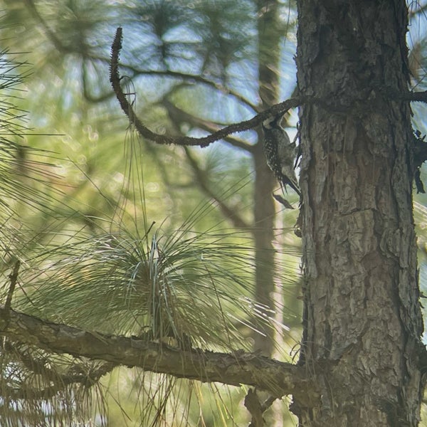 Conecuh National Forest - Forest