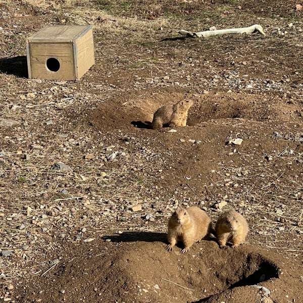 ZooAmerica North American Wildlife Park - Zoo