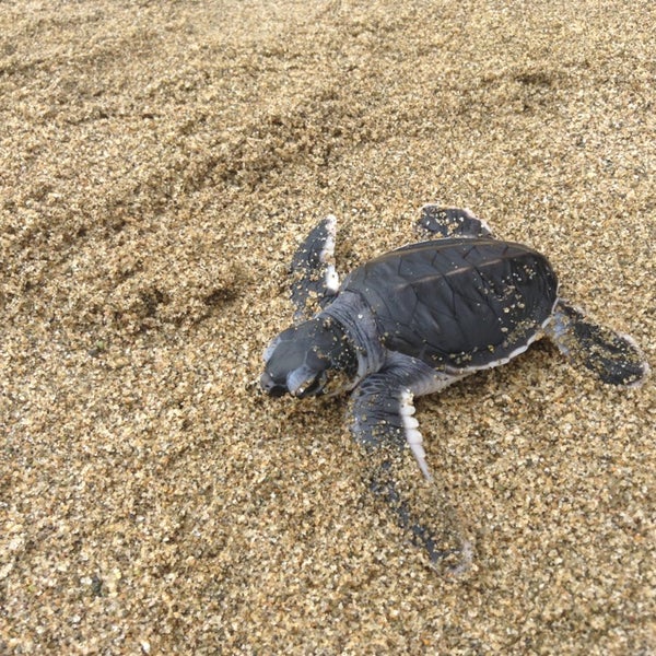 Sukamade Beach - Turtle Beach - Sarongan, Jawa Timur
