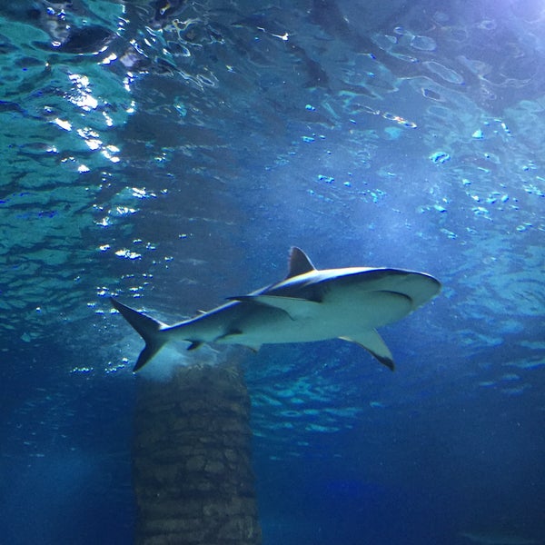 Underwater World - Mooloolaba, QLD