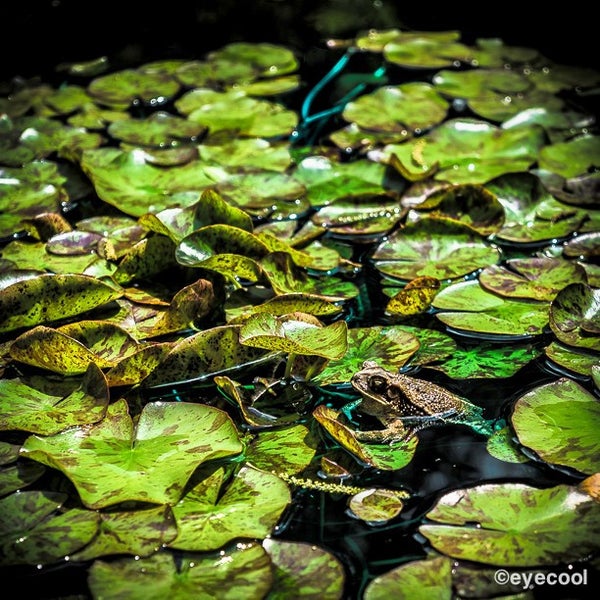 Texas Native Forest Boardwalk - 1 tip from 92 visitors