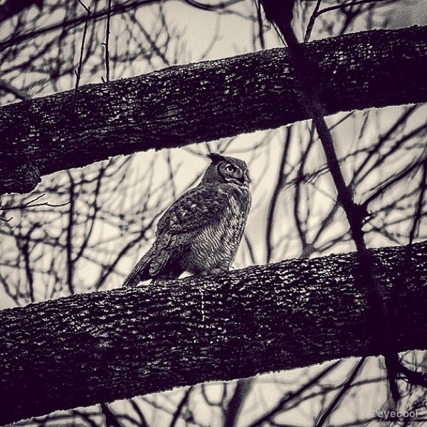 Texas Native Forest Boardwalk - 1 tip from 74 visitors