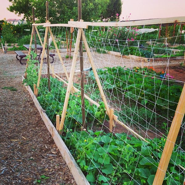 Agritopia Community Gardens - Agritopia - Gilbert, AZ
