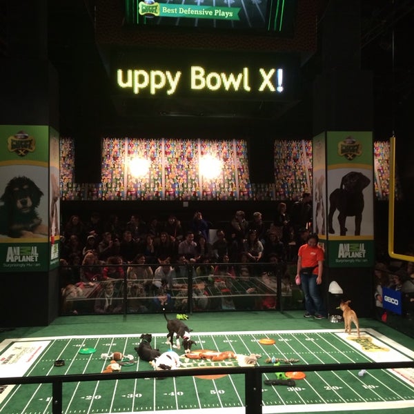 Puppy Bowl at the Geico Stadium (Now Closed) - Theater District - New ...