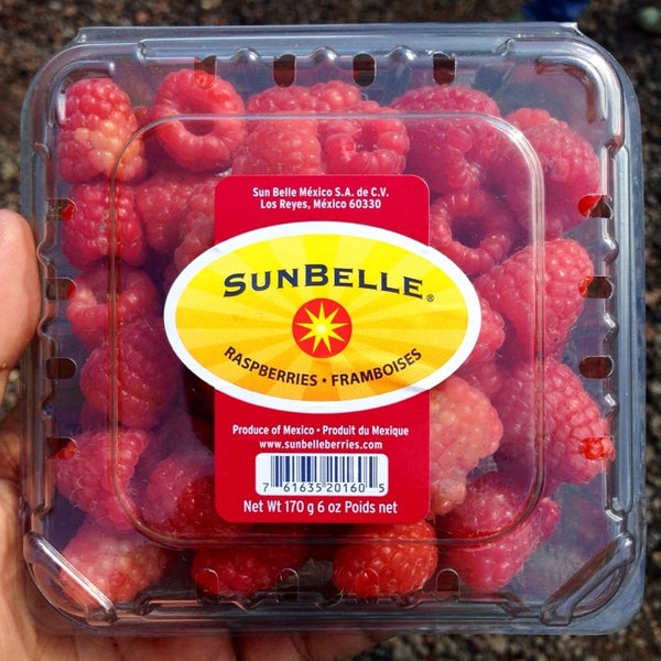 SunBelle Berries - Farm