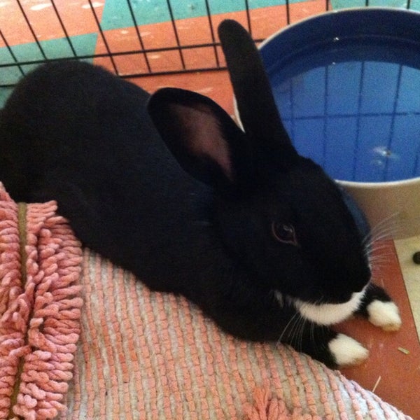 RabbitEars - 7523 Fairmount Ave