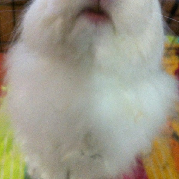 RabbitEars - 7523 Fairmount Ave