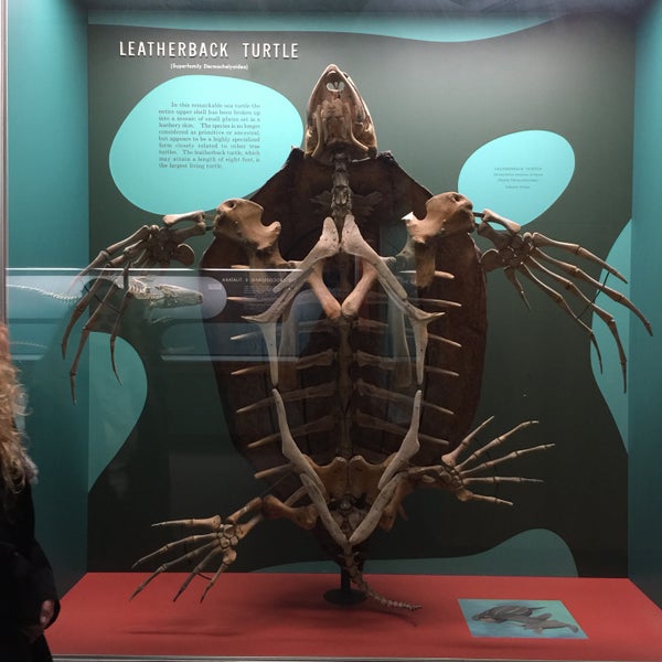 Photos at Osteology: Hall of Bones - Smithsonian's National Museum Of ...