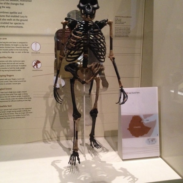 Photos at Osteology: Hall of Bones - Smithsonian's National Museum Of ...
