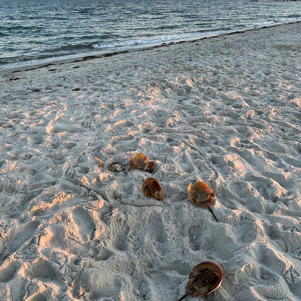 Dowses Beach - 9 tips from 551 visitors