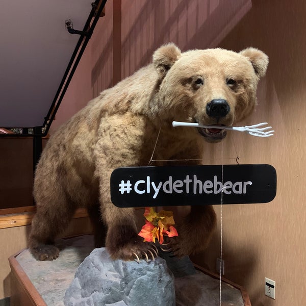 Kodiak Bear Clyde