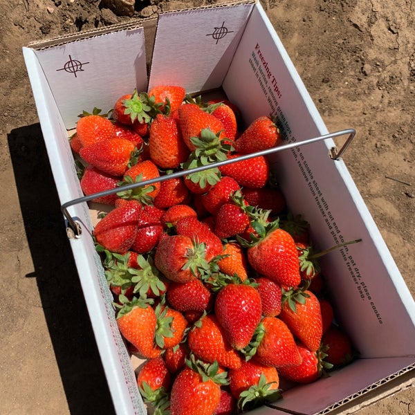 Sweet Berry Farm - 14 tips