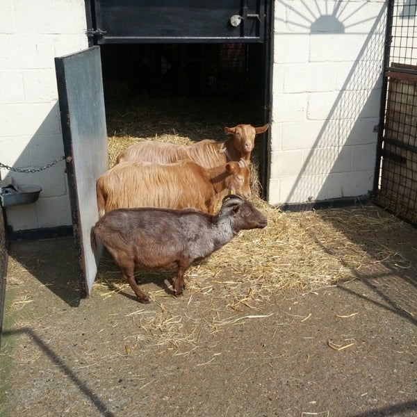 Photos at Freightliners City Farm - Farm in Holloway