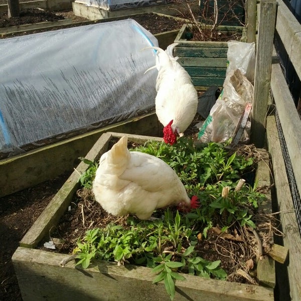 Photos at Freightliners City Farm - Farm in Holloway