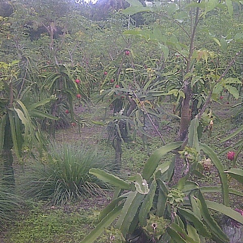 Sabila farm (kebun buah naga) - Farm