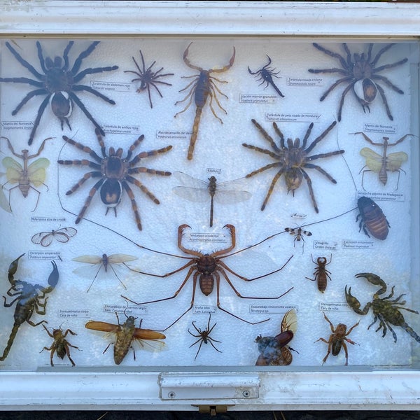 insectario - Bosque de Chapultepec 1 - 4 tips