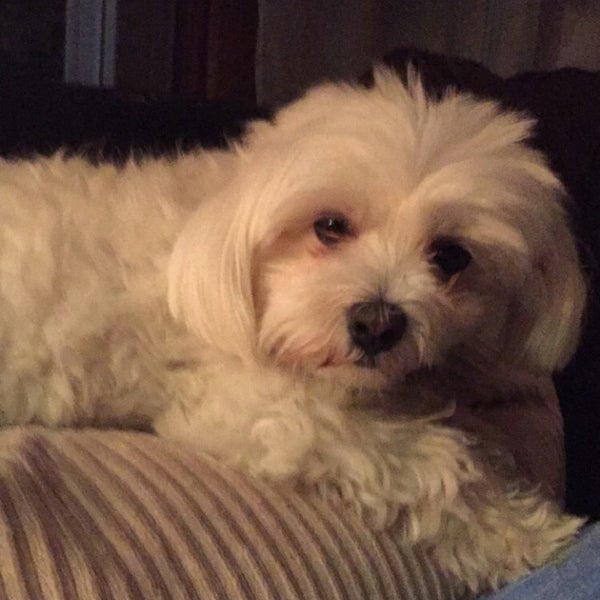 Canines Unleashed - Liverpool, NY