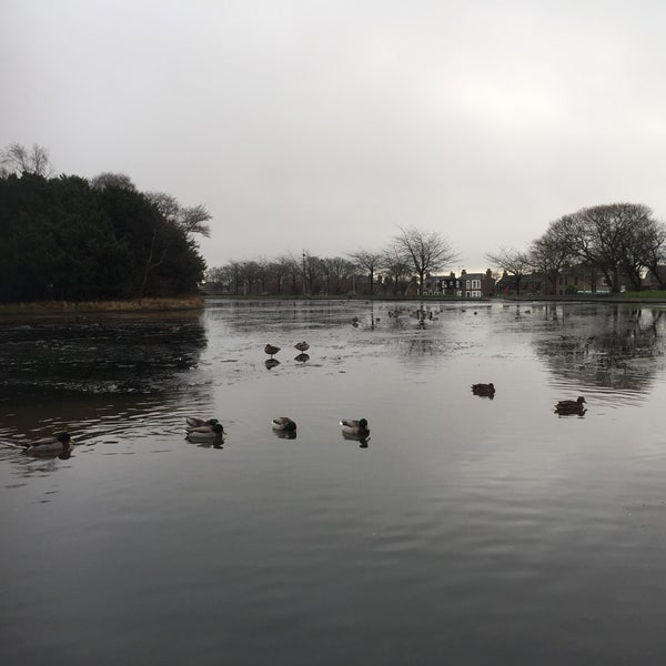 Swanny Ponds - Lake in Dundee