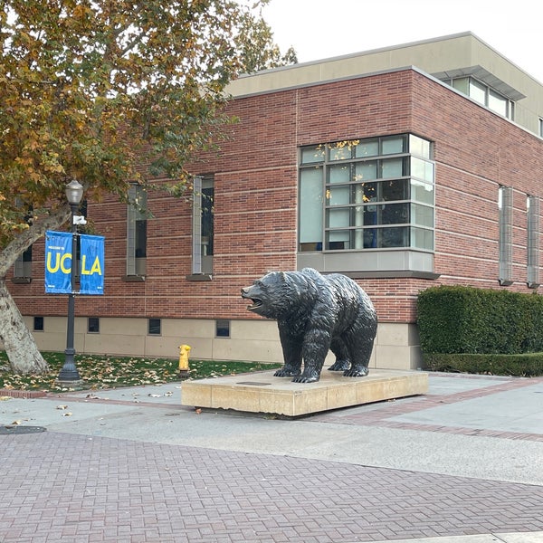 Bruin Bear Ucla