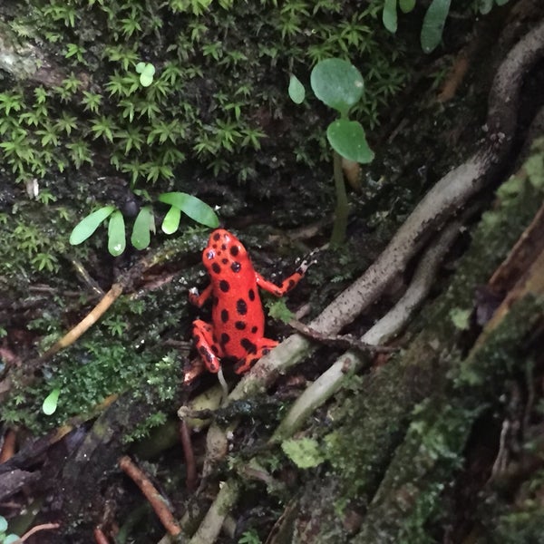 Red Frog Beach Rainforest Resort & Marina - Resort