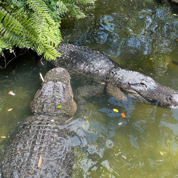 American Alligator Exhibit - Busch Gardens