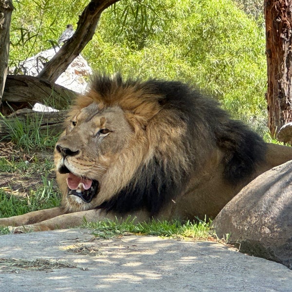 San Diego Zoo Safari Park Lions