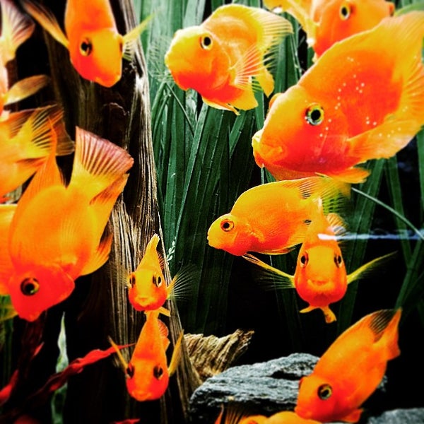 The Fish Gallery - Zoo