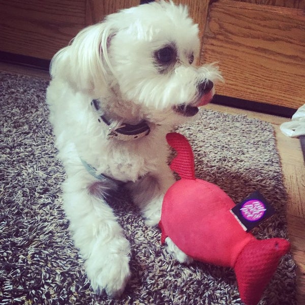 Seven Springs Pool - Cupertino, CA