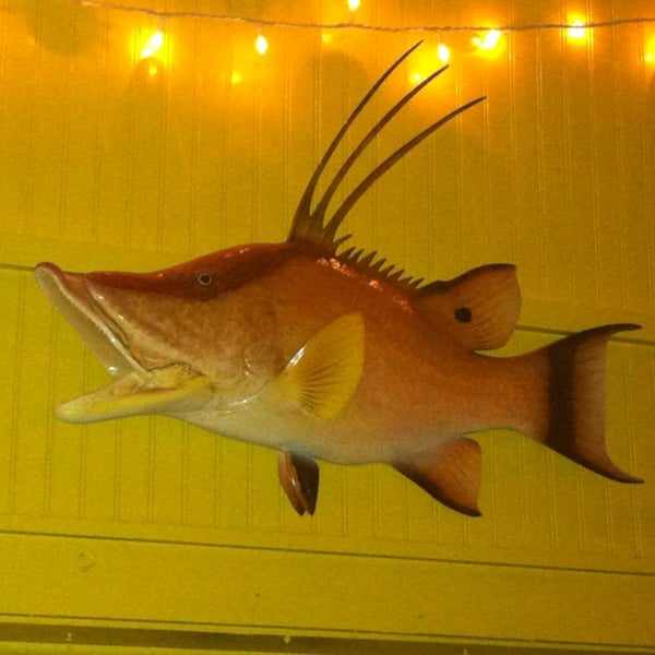 Hognose Snapper Fish