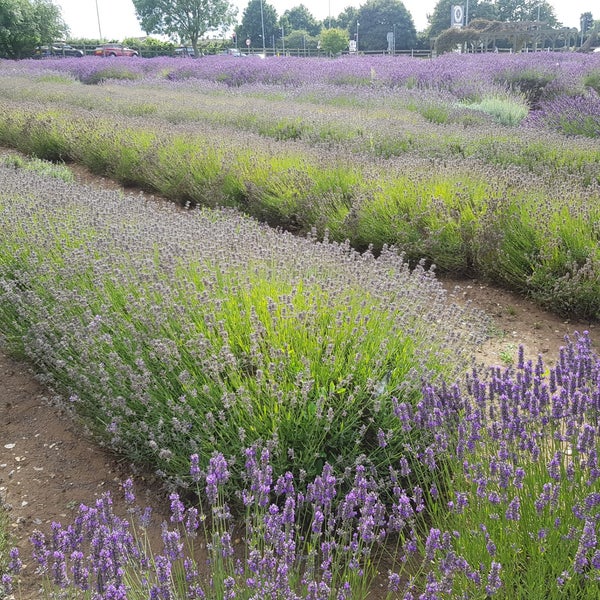 Norfolk Lavender - Garden Center in Heacham