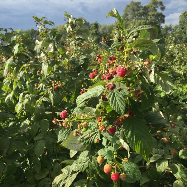 Photos at Edwards Apple Orchard - 7061 Centerville Rd