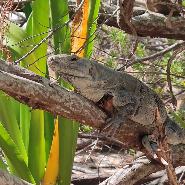 Isla Contoy - Beach in Cancun