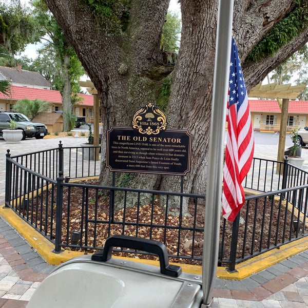 Photos at The Old Senator Tree - Tree