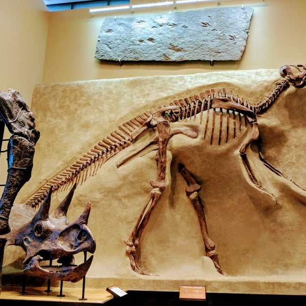 Photos at Beneski Museum of Natural History - 11 Barrett Hill Rd