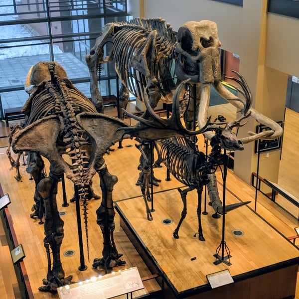 Beneski Museum of Natural History - 11 Barrett Hill Rd