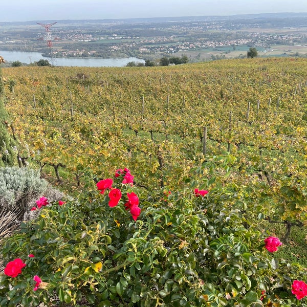 Stéphane Montez du Monteillet - Winery in Chavanay