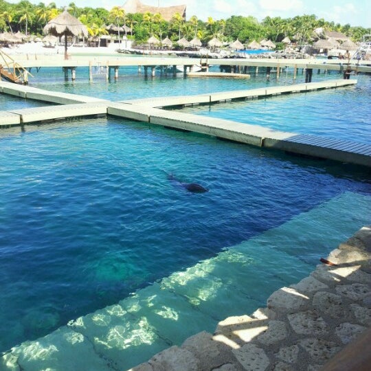 Delphinus Xcaret - 15 tips