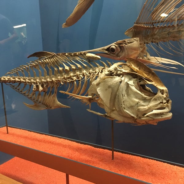 Photos at Osteology: Hall of Bones - Smithsonian's National Museum Of ...