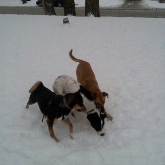 Photos at Arlington Arkwright Dog Park - Payne - Phalen - 5 tips