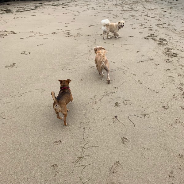 Does Malibu Beach Allow Dogs