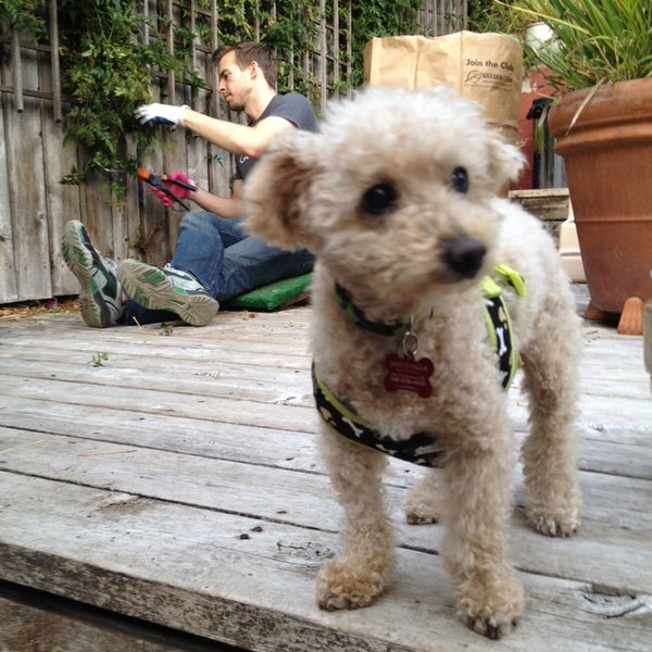 Muttville Senior Dog Rescue - Animal Shelter in San Francisco