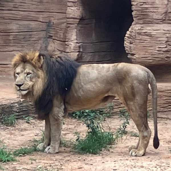 Lions Den