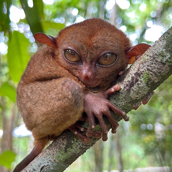 Tarsier Conservation Area - 23 tips