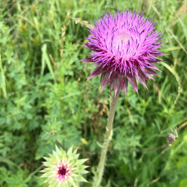 Van Patten Woods Forest Preserve - Rte 173