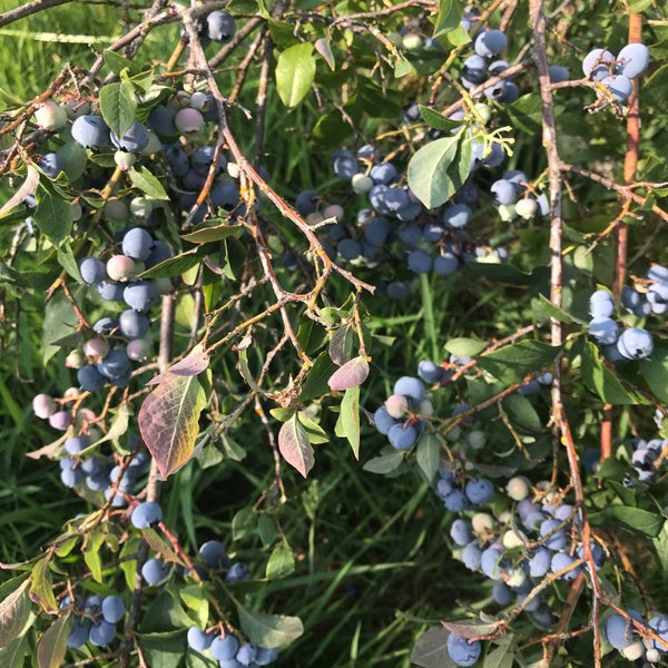 Mercer Slough Blueberry Farm - Farm in Bellevue