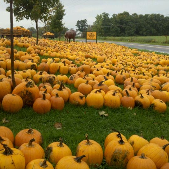 Tim's Pumpkin Patch - Field in Marcellus