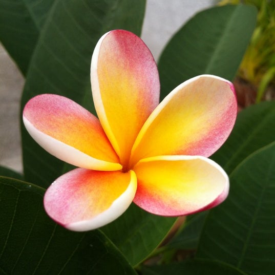 Photos at Makaha Resort & Golf Club - 5 tips